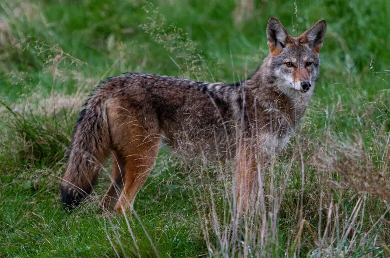 H27 Homesteader Carbine | Henry Repeating Arms